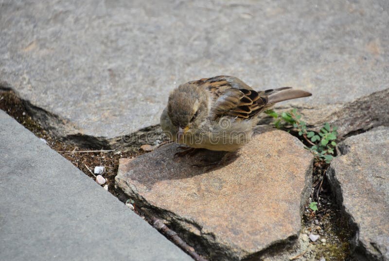 Tiny Brown Sparrow Ruffled Feathers Summer Stock Photos - Free ...