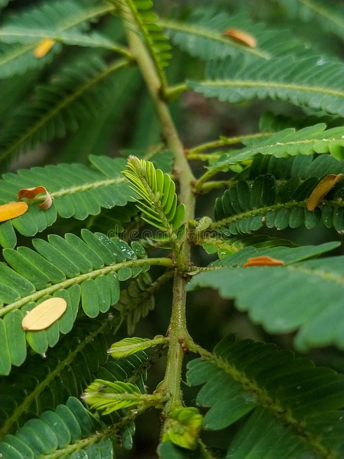 Tiny Brunches Stock Photos - Free & Royalty-Free Stock Photos from ...