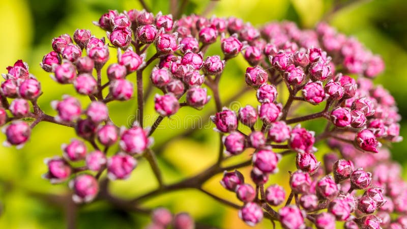 Tiny Buds stock image. Image of pink, macro, bloom, shrub - 27982993