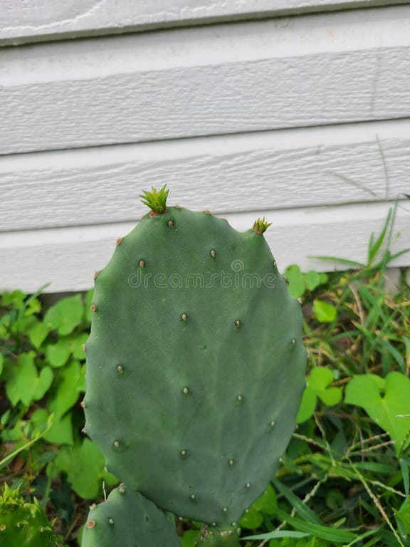 Tiny Buds Form on the Cactus at the Beginning of the Year Stock Photo ...