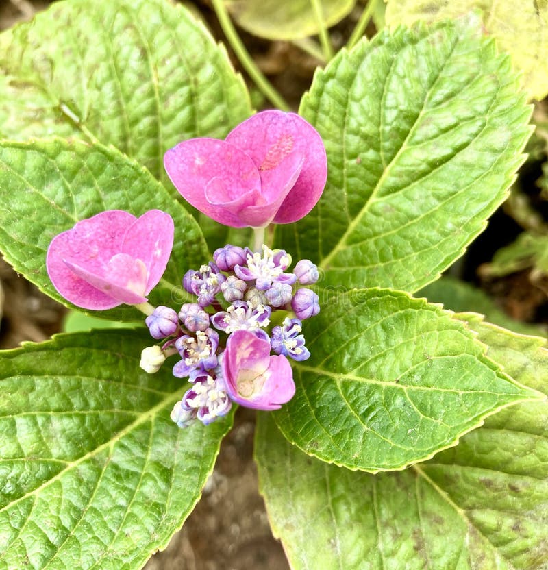 Tiny Buds If Pink Hydrangea Stock Image - Image of hydrangea, tiny ...