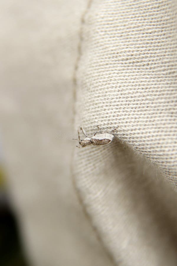 Tiny bug on cloth stock photo. Image of latin, cotacachi - 174164190