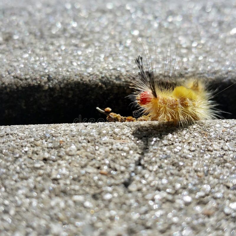 Tiny bug stock photo. Image of fluffy, caterpillar, tiny - 72448454