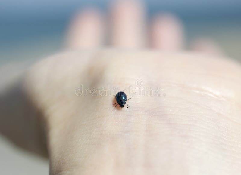 Tiny Bug stock image. Image of hand, blue, light, beetle - 75439535