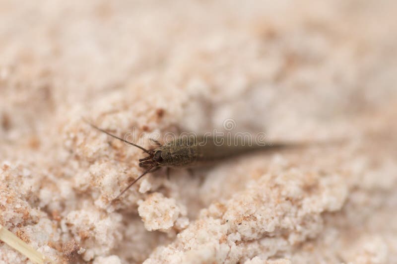 Tiny bug on sand stock image. Image of mimic, abstract - 55032019