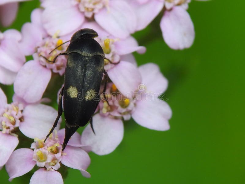 Variimorda Stock Photos - Free & Royalty-Free Stock Photos from Dreamstime