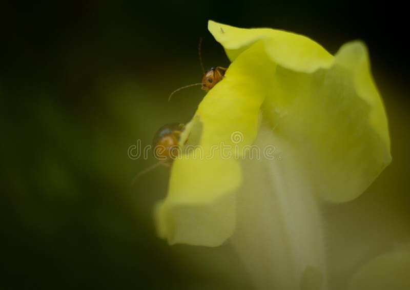 Tiny Bugs on a Beautiful Yellow Flower Stock Photo - Image of nature ...