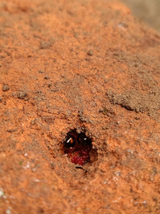 Tiny Bugs Lay Their Eggs in Holes in the Rock. Stock Photo - Image of ...