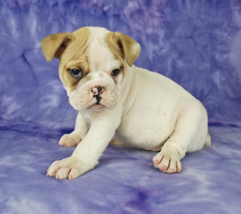 Bulldog Puppy with Angel Wings Stock Image - Image of bulldog, canine ...