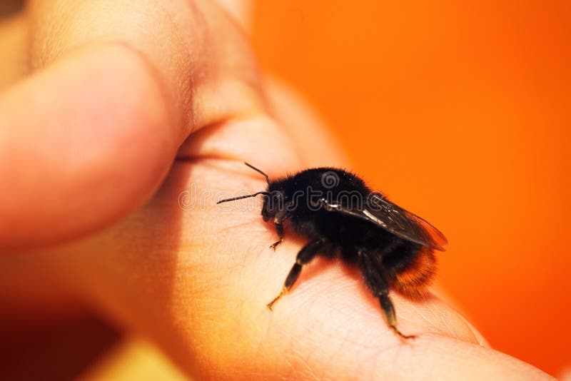 Tiny Bumble Bee Sitting on a Finger Stock Photo - Image of sunny, hand ...