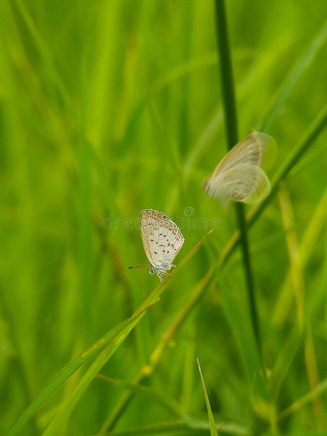 Tiny Butterflies and Blurry Butterfly in Green Field Stock Photo - Image of butterflies, tiny ...
