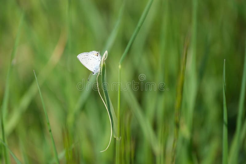 Tiny Butterflies Wings Reflecting the Sunshine Stock Photo - Image of ...