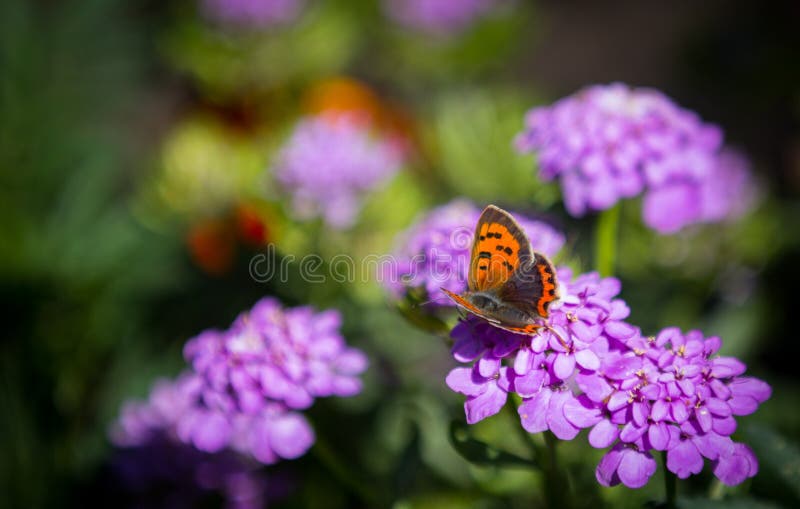 Tiny Butterfly on the Colorful Meadow Stock Image - Image of garden ...