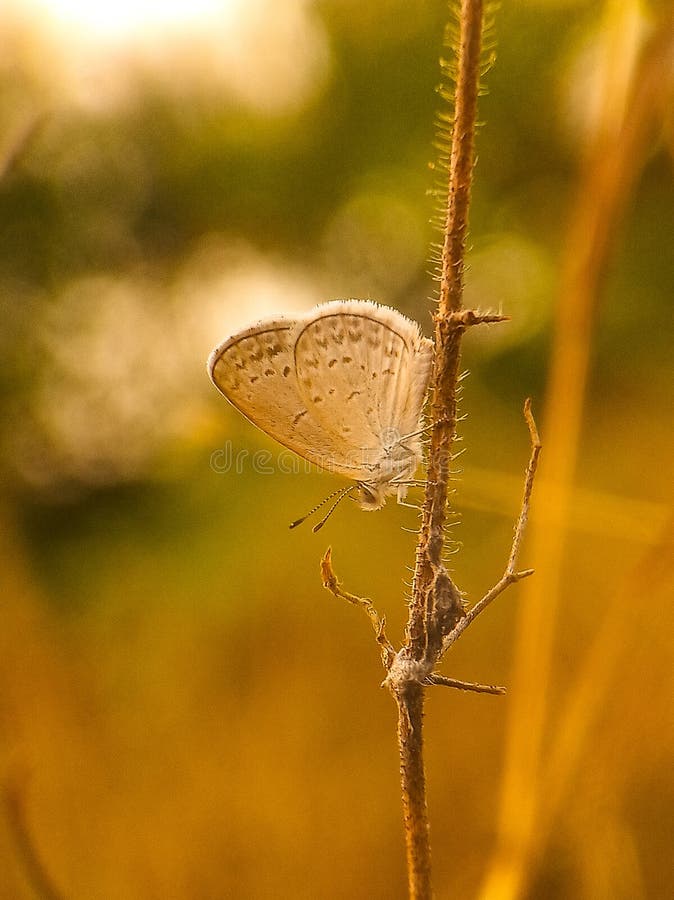 Tiny Butterfly in Dry Branch with Warm Tone Stock Image - Image of warm ...