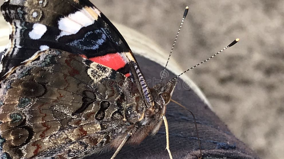 Butterfly My Leg Stock Photos - Free & Royalty-Free Stock Photos from ...