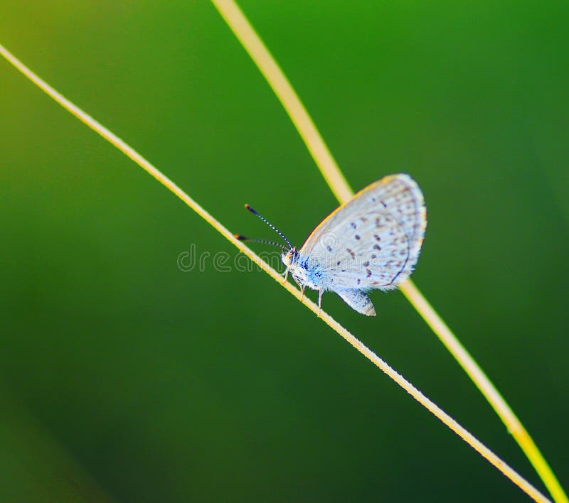 Tiny butterfly stock photo. Image of tiny, nature, green - 101849990