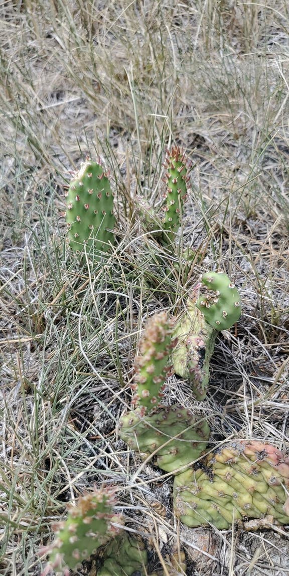 Tiny Cactus bros stock photo. Image of bros, cacti, plants - 242884132