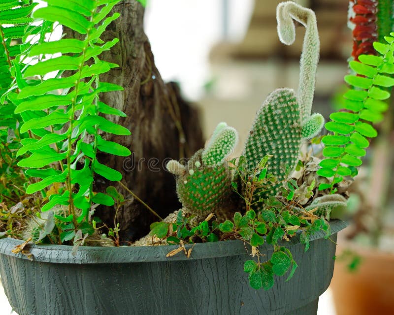 Tiny cactus in pot stock photo. Image of green, potthe - 320158122