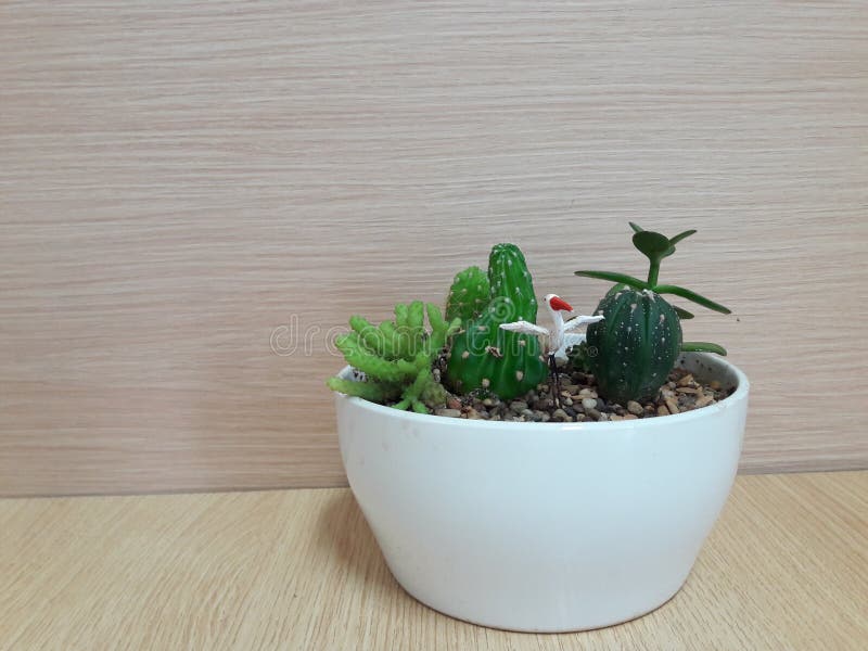 Tiny Cactus on Table in Office Stock Photo - Image of : 205526748