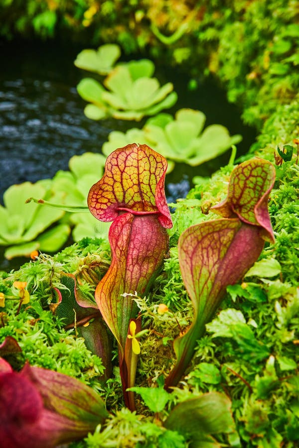 Tiny Carnivorous Pitcher Plants Next To Small Pond and Growing in Mossy ...