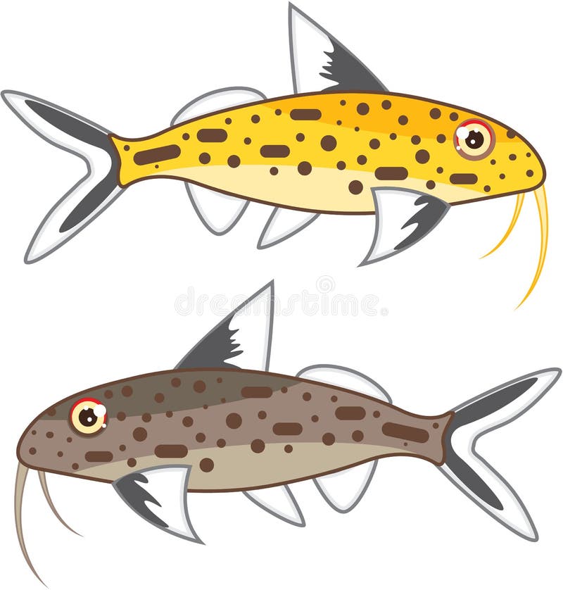 Tiny Catfish stock vector. Illustration of america, nature - 53556381