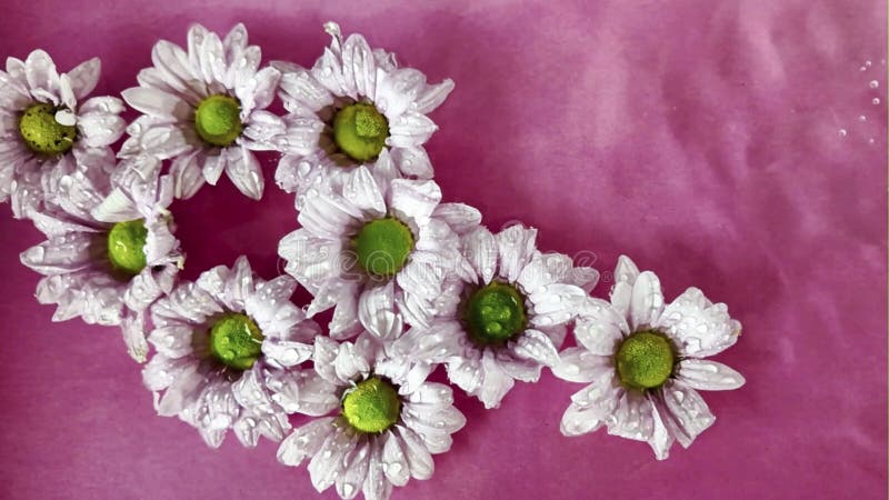 Tiny Chrysanthemum Flowers Floating in Water. Chrysanthemum Flowers ...