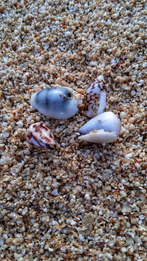 Tiny shells on the beach stock image. Image of outdoor - 251083379