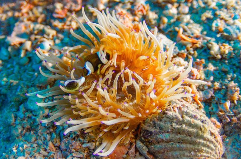 Tiny Clownfish that Live in Sea Anemones. Stock Photo - Image of coral ...