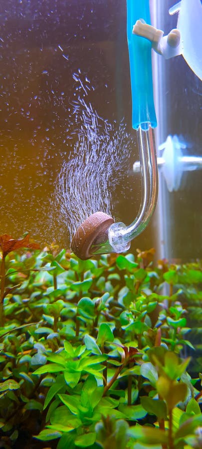 Tiny Co2 Bubbles Coming Out of DIY Co2 Diffuser Stock Photo - Image of ...