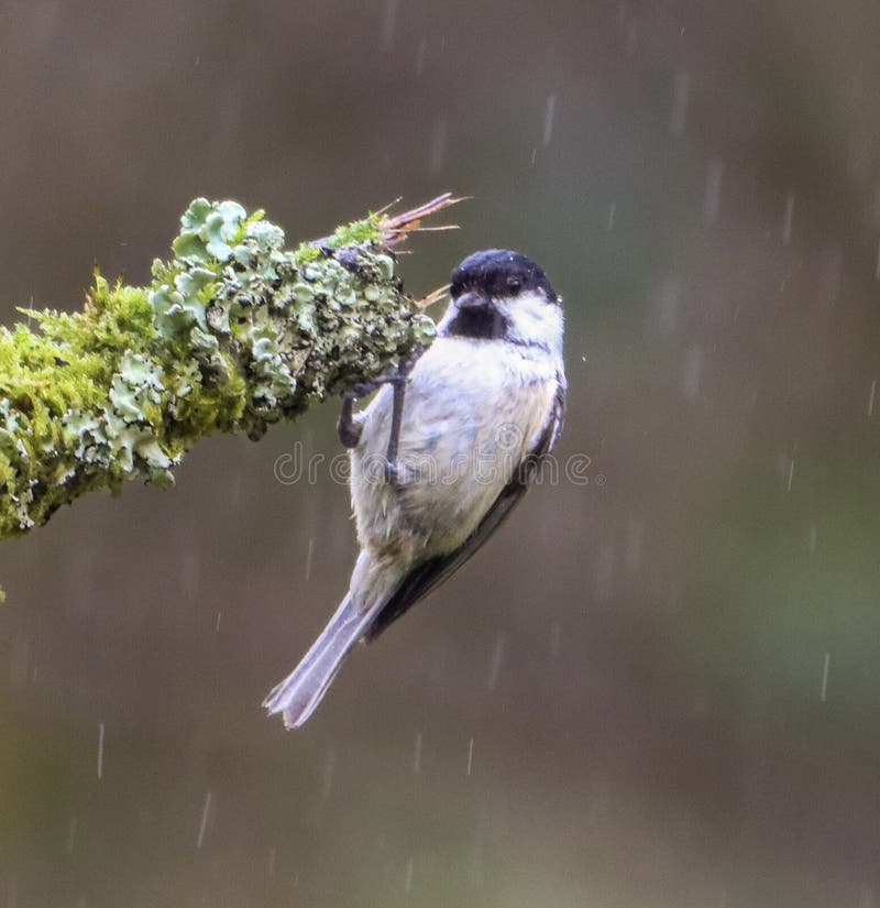 Tiny Coal Tit Resting on a Tree Covered in Moss Stock Image - Image of ...
