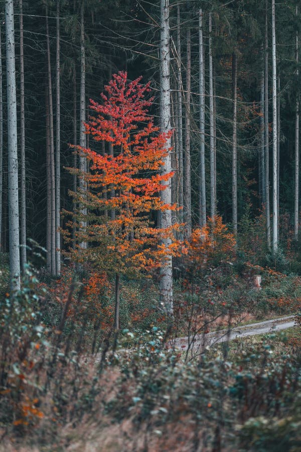 Tiny, Colorful Tree by the Road in the Fall, Vertical Stock Photo ...