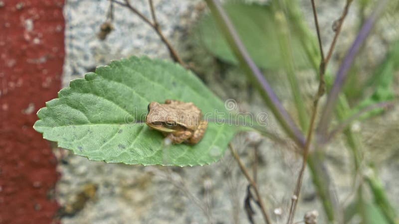 A Tiny Common Tree Frog, Polypedates Leucomystax, Isolated on a Leaf ...