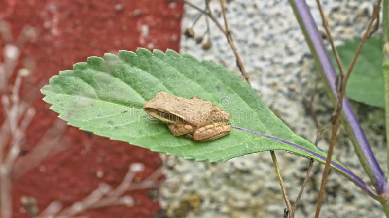 A Tiny Common Tree Frog, Polypedates Leucomystax, Isolated on a Leaf ...
