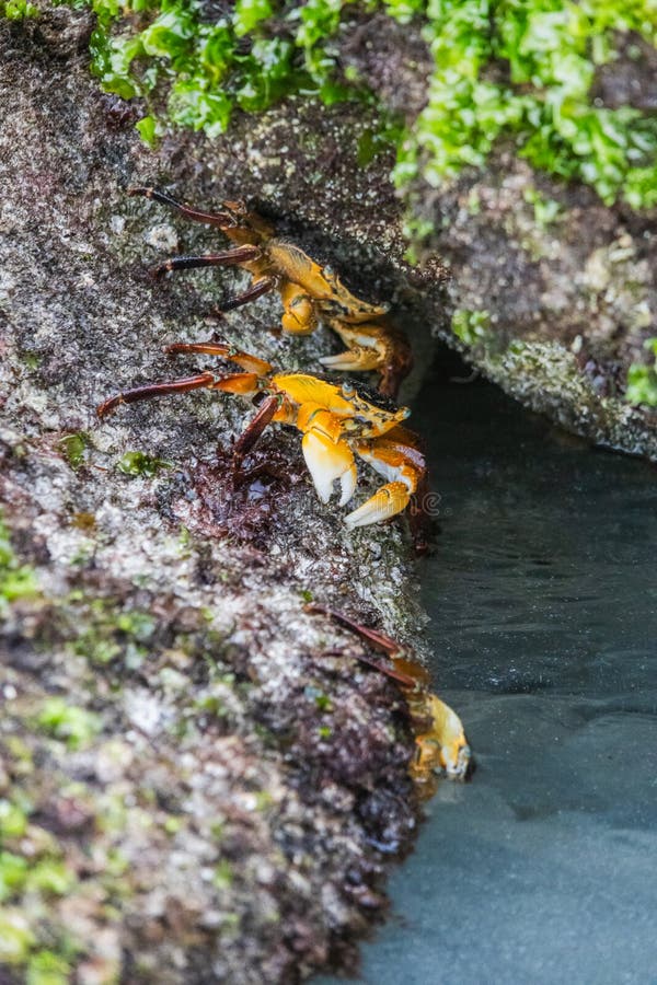 Small Crabs are Crawling on Rocks Near the Ocean Shore Stock Image ...