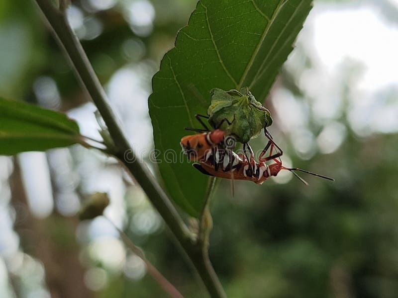 Two tiny unknown insects stock image. Image of wildlife - 271004301