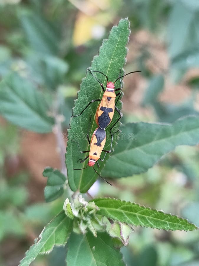 Two tiny unknown insects stock image. Image of unique - 271004231