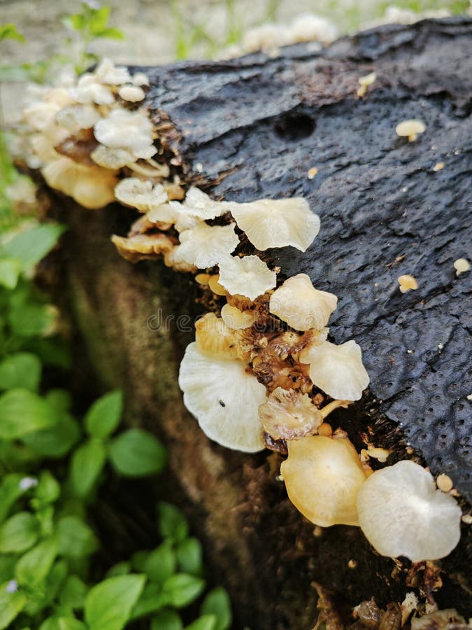 Tiny Crepidotus Variabilis Kidney-shaped Fungi Sprouting from Decay ...