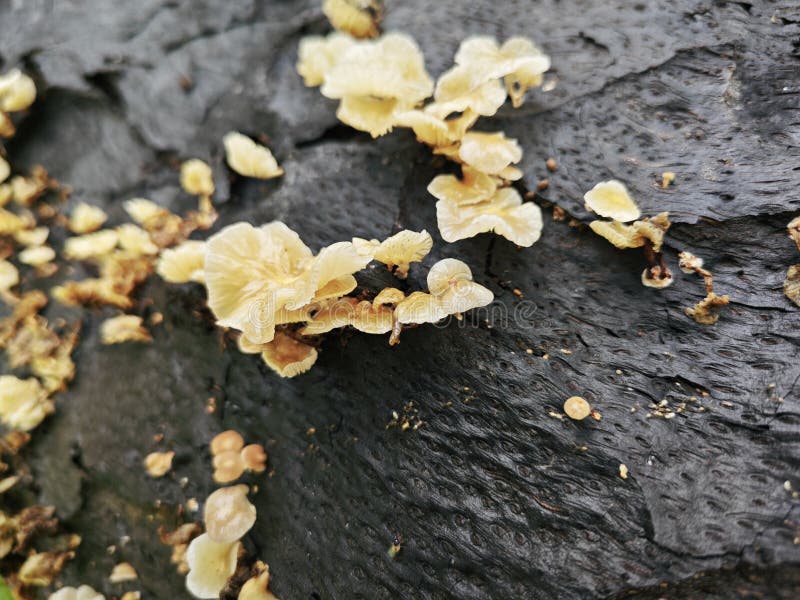 Tiny Crepidotus Variabilis Kidney-shaped Fungi Sprouting from Decay ...