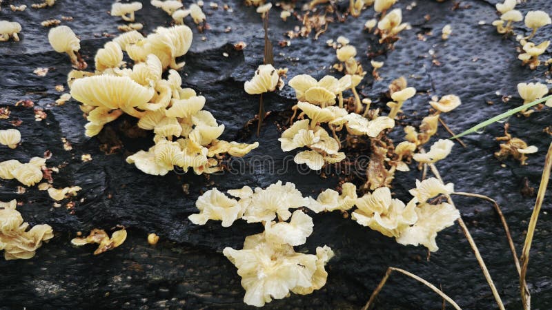 Tiny Crepidotus Variabilis Kidney-shaped Fungi Sprouting from Decay ...