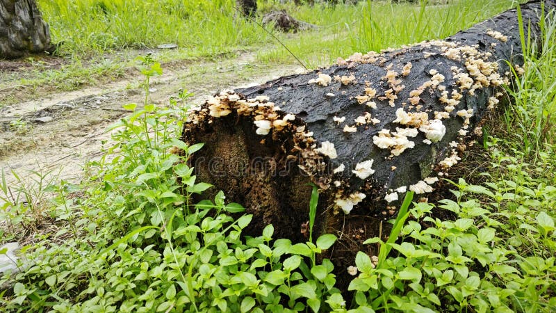 Tiny Crepidotus Variabilis Kidney-shaped Fungi Sprouting from Decay ...