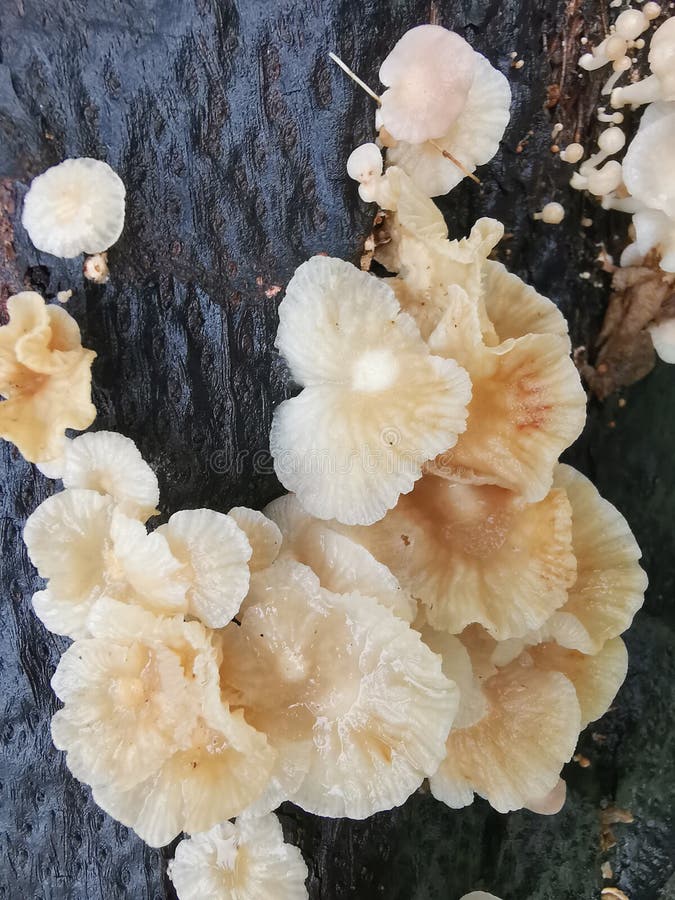 Tiny Crepidotus Variabilis Kidney-shaped Fungi Sprouting from Decay ...