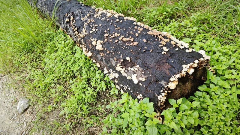 Tiny Crepidotus Variabilis Kidney-shaped Fungi Sprouting from Decay ...