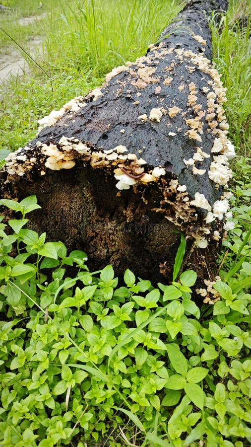 Tiny Crepidotus Variabilis Kidney-shaped Fungi Sprouting from Decay ...