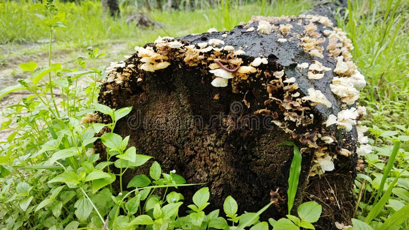Tiny Crepidotus Variabilis Kidney-shaped Fungi Sprouting from Decay ...