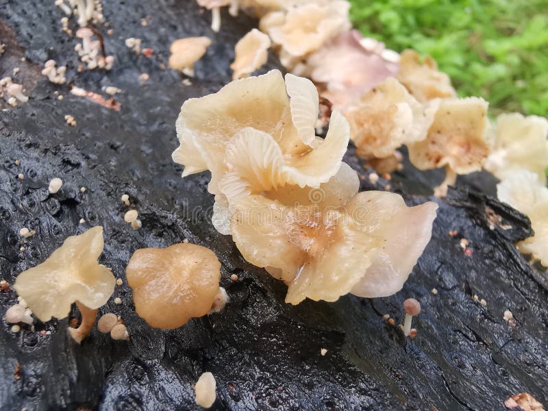 Tiny Crepidotus Variabilis Kidney-shaped Fungi Sprouting from Decay ...