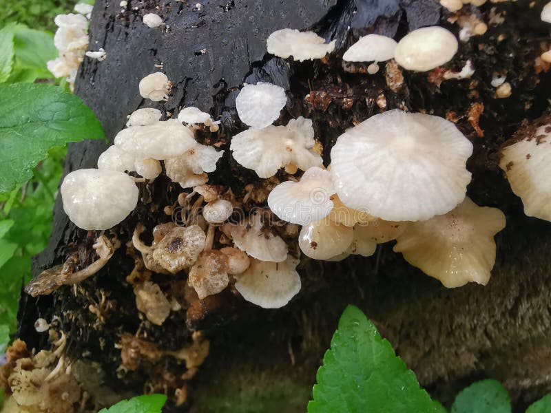 Tiny Crepidotus Variabilis Kidney-shaped Fungi Sprouting from Decay ...
