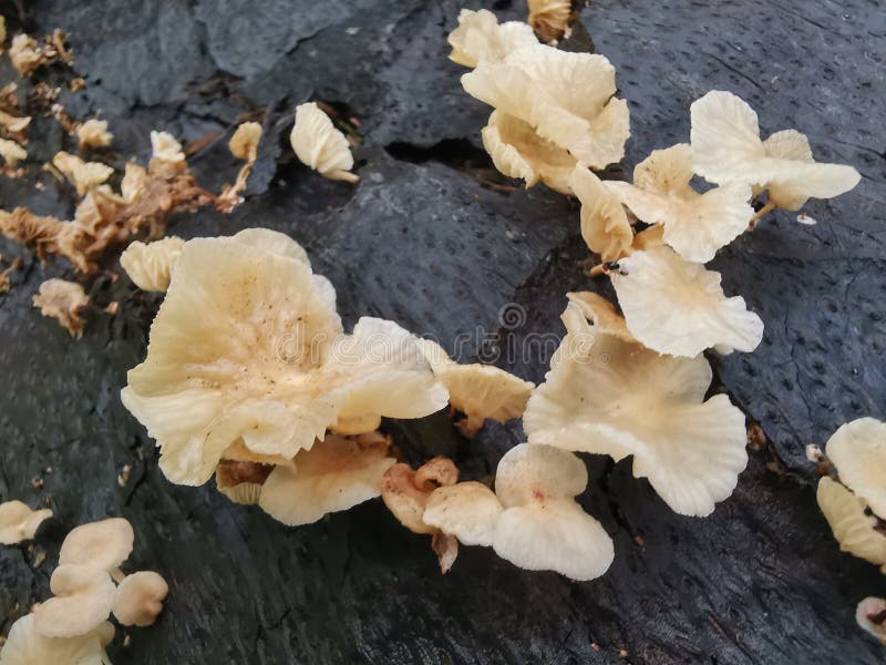 Tiny Crepidotus Variabilis Kidney-shaped Fungi Sprouting from Decay ...