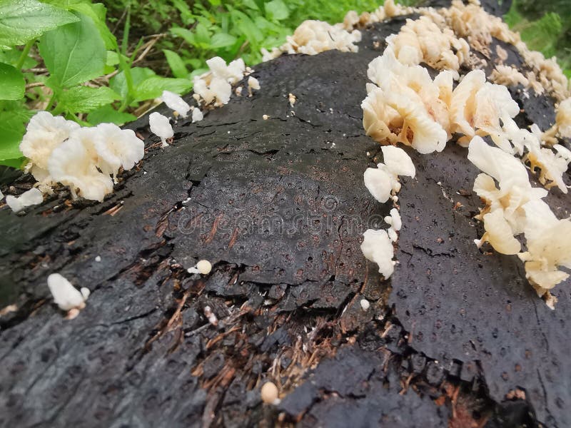 Tiny Crepidotus Variabilis Kidney-shaped Fungi Sprouting from Decay ...