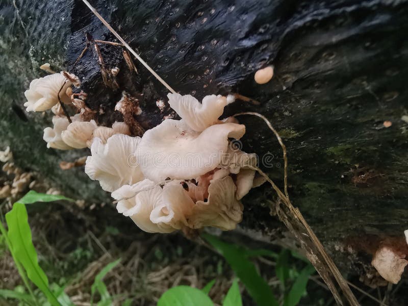 Tiny Crepidotus Variabilis Kidney-shaped Fungi Sprouting from Decay ...