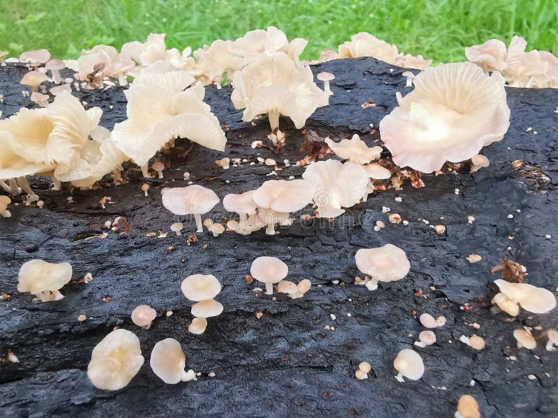Tiny Crepidotus Variabilis Kidney-shaped Fungi Sprouting from Decay ...